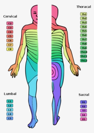 Map Of Skin Innervation Pattern By Specific Spinal - Nerve Distribution ...