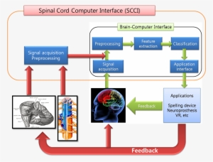 Spinal Cord Computer Interface - Human Brain - Free Transparent PNG ...