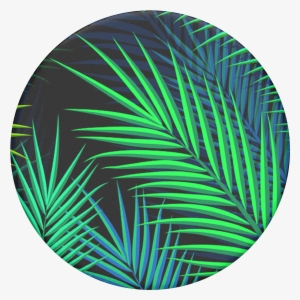Midnight Palms - Popsockets Midnight Palms - Free Transparent PNG ...