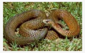 Copperhead Snake - Serpent - Free Transparent PNG Download - PNGkey