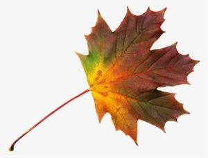 Maple, Journal, Maple Leaf, Free, Autumn, Colorful - Ahornblatt Png ...