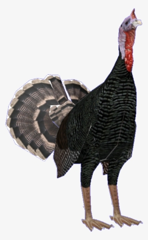 Wild Turkey Png - Turkey Png - Free Transparent PNG Download - PNGkey