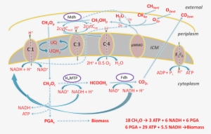 Pathway Of Methane Utilization In M - Methane Oxidation Nadh - Free ...