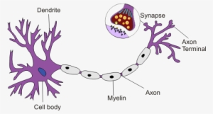 Each Neuron Consists Of A Cell Body Which Are Connected - Neuron Model ...
