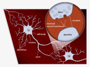 Neurons - Chemical Reaction Nucleus Of Neuron - Free Transparent PNG ...