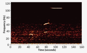 A Spectrogram Of A Pygmy Blue Whale Vocalization Shows - Spectrogram ...