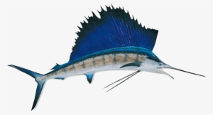 Kingfish - Indo Pacific Sailfish Png - Free Transparent PNG Download ...