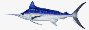 Pacific Blue Marlin - Front Of Blue Marlin - Free Transparent PNG ...
