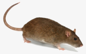Dire Rat - Pathfinder Dire Rat - Free Transparent PNG Download - PNGkey