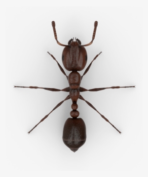 Top View PNG, Transparent Top View PNG Image Free Download , Page 2 ...