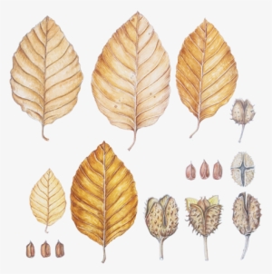 Beech Illustration - Drawing - Free Transparent PNG Download - PNGkey