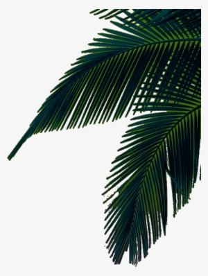 Trees Forest Treetops Overlay Background - Pine Tree Forest Background ...