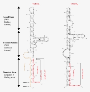 Picture Transparent Library Adenoviral Vector Adeno - Adenoviruses ...