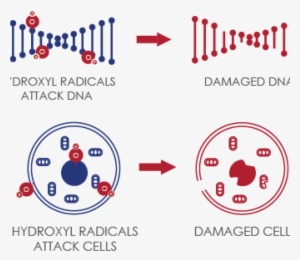 Hydroxyl Radical Damage - Free Transparent PNG Download - PNGkey