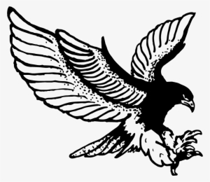 Hawk - Drawing - Free Transparent PNG Download - PNGkey