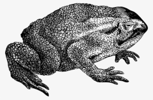 Common Toad - Frog - Free Transparent PNG Download - PNGkey