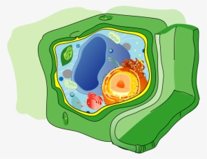 Plant Cell Structure No Text-2 - Atp Production From Photosynthesis ...