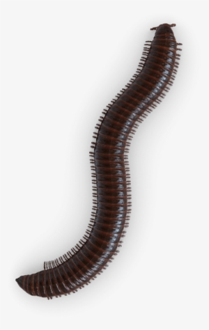Millipede Png - Free Transparent PNG Download - PNGkey