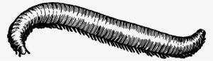 Millipedes Computer Icons Drawing Centipedes Spirostreptus - Millipede ...