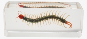 Centipede - Centipede Pixel Art - Free Transparent PNG Download - PNGkey