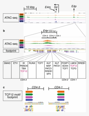 Atac Seq Signal And Centipede Footprint Calls Around - Atac-seq - Free ...