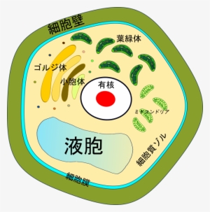 Japan Cell - Portable Network Graphics - Free Transparent PNG Download ...
