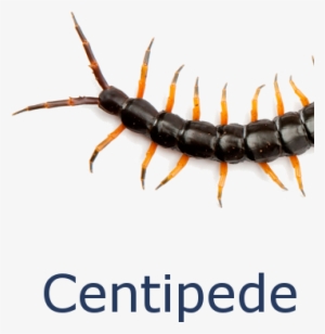 Centipede - Centipede Pixel Art - Free Transparent PNG Download - PNGkey
