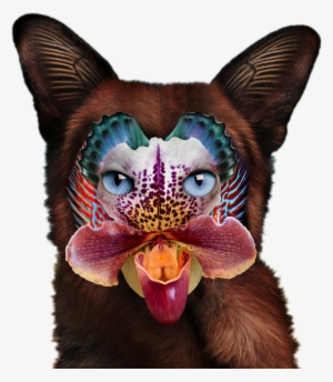 Seafox - Galantis No Money Cat - Free Transparent PNG Download - PNGkey