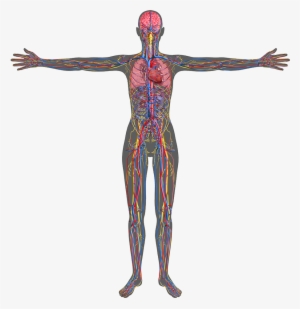 Body Science - Free Transparent PNG Download - PNGkey