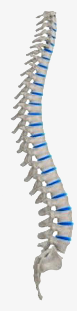 Structure Of Spine - Human Spine Png - Free Transparent PNG Download ...
