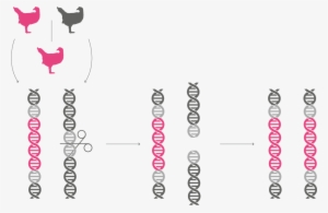 Genedrive-chromosome - Chromosome - Free Transparent PNG Download - PNGkey