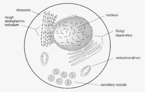 3 Schematic Drawing Of Some Of The Subcellular Organelles - Cell - Free ...