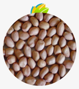 Peanut Png Image - Groundnut Png - Free Transparent PNG Download - PNGkey