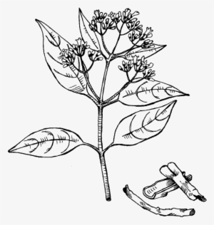 Quinine - Line Art - Free Transparent PNG Download - PNGkey