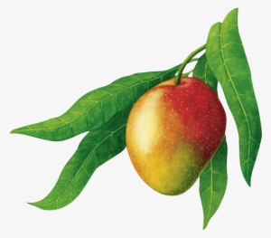 Mango Grafik - Free Transparent PNG Download - PNGkey