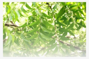 Senegal Neem Foundation © 2016 Frontier Theme - Neem Tree - Free ...