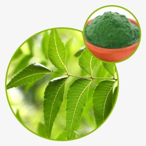 Neem Extract - Neem Tree - Free Transparent PNG Download - PNGkey