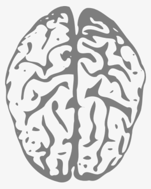 Animated Brain Png - Brain Front View Png - Free Transparent PNG ...