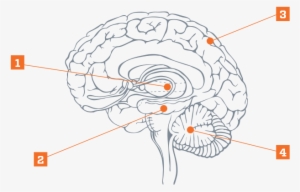 Diagram Of The Brain With Four Parts Labeled - Diagram - Free ...