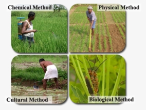 Weed Control Methods - Cultural Method Of Weed Control - Free ...