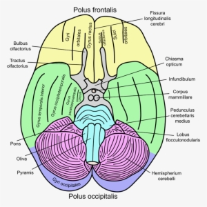 Basal View Of A Human Brain - Gehirn Basal - Free Transparent PNG ...