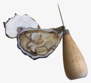 Farming Systems - Shell - Free Transparent PNG Download - PNGkey