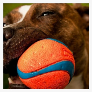 Chuckit Ultra Ball - Chuckit! Pro Max Glow Launcher - Free Transparent ...