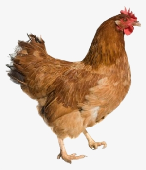 Live Chicken - Free Transparent PNG Download - PNGkey