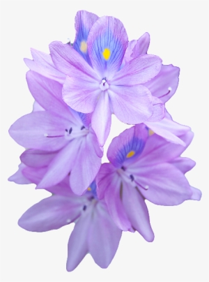Hyacinths In Basket Png - Hyacinth - Free Transparent PNG Download - PNGkey