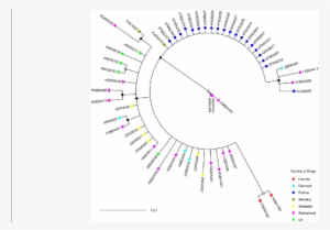 Bayesian Posterior Probability Node Support Values - Neighbor Joining ...