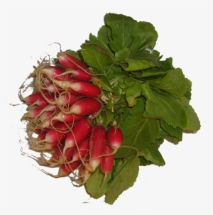 White Radish Png - Mula Vegetables - Free Transparent PNG Download - PNGkey