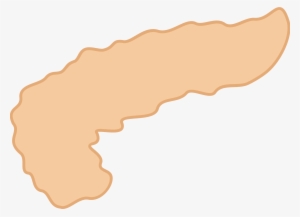 Pancreas PNG, Transparent Pancreas PNG Image Free Download - PNGkey