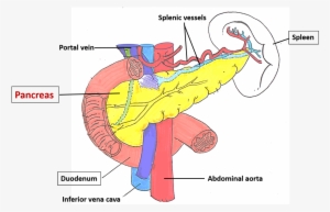 Pancreas Dimensions - Free Transparent PNG Download - PNGkey