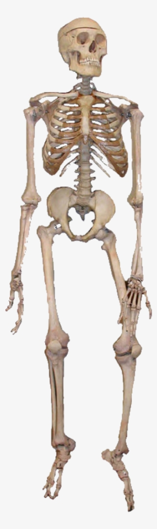 Skeleton PNG, Transparent Skeleton PNG Image Free Download - PNGkey